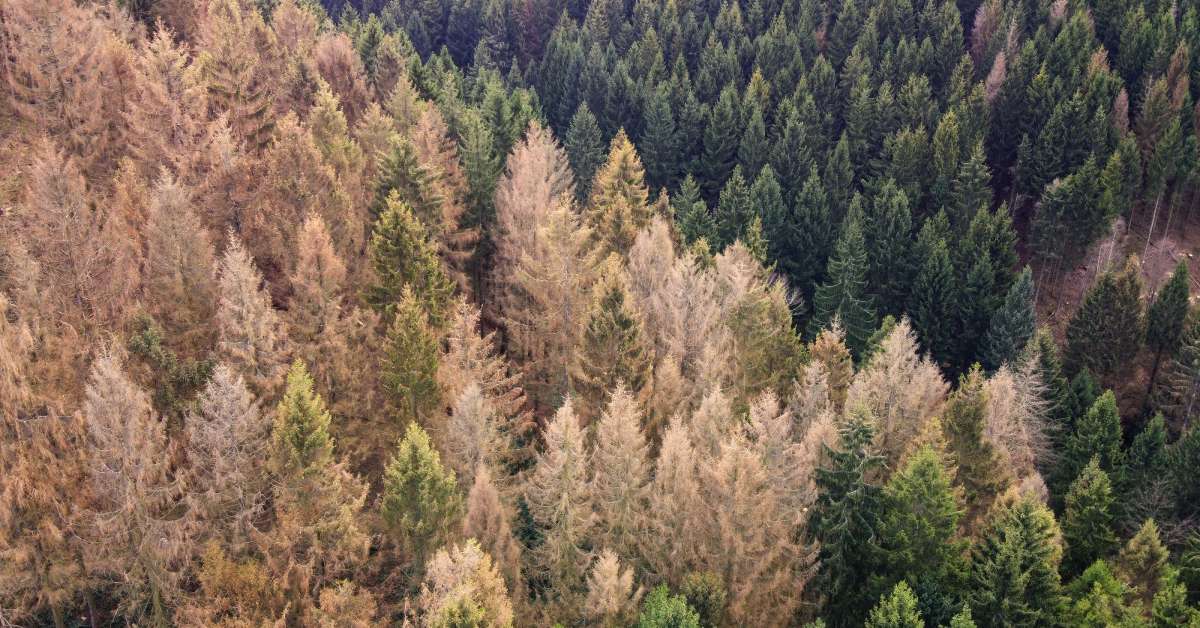 A Brief Look at How Drought Affects Trees
