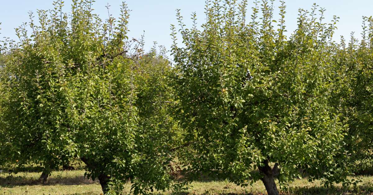 The Pros and Cons of Planting Dwarf Trees for Landscaping