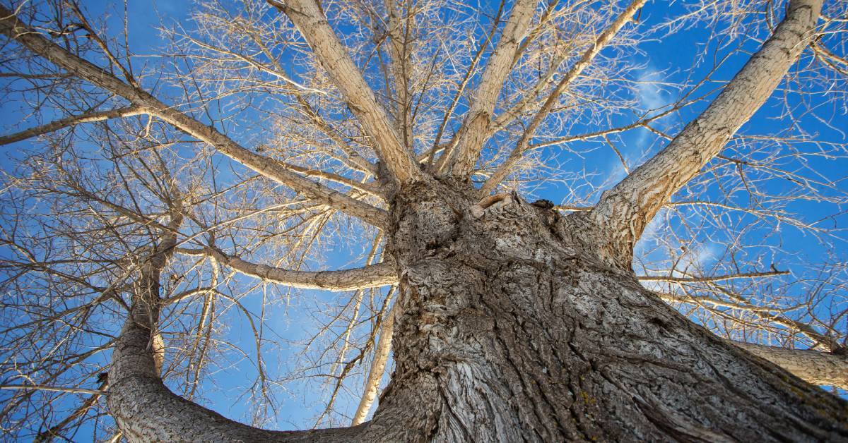 Tips for Determining Whether Your Tree Is Dead or Dormant