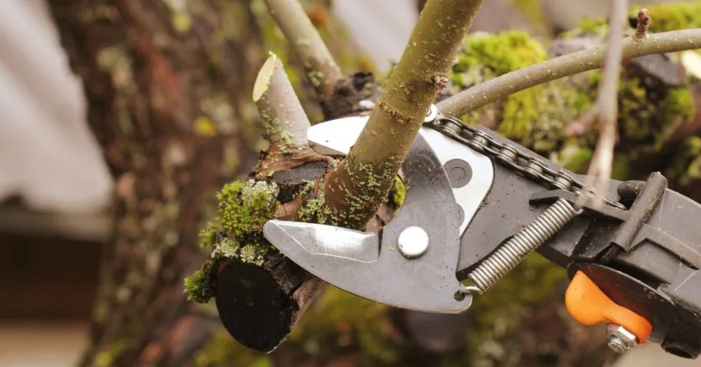 What Is the Best Angle To Cut When Pruning a Tree?