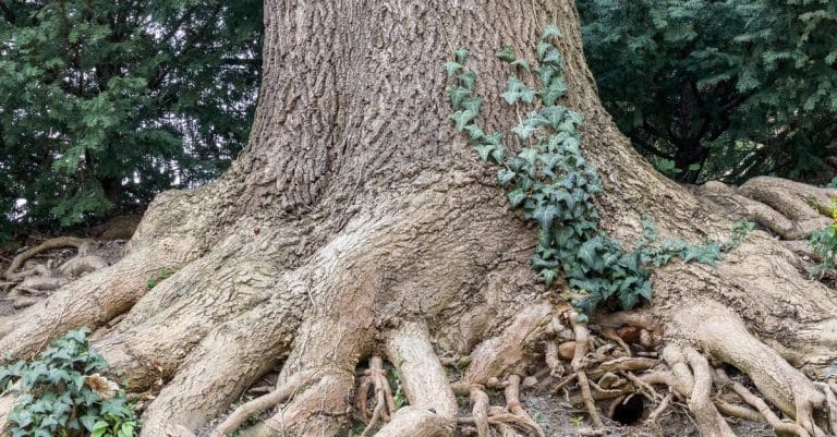 What Are the Dangers of Cutting Tree Roots?