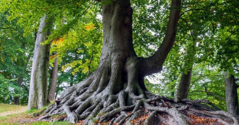 What Are the Dangers of Cutting Tree Roots?