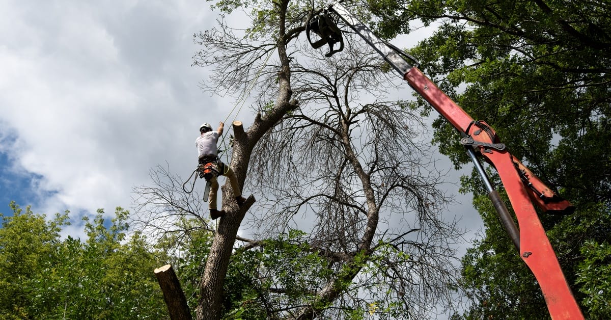 8 Reasons Cranes Are Sometimes Used for Tree Removal