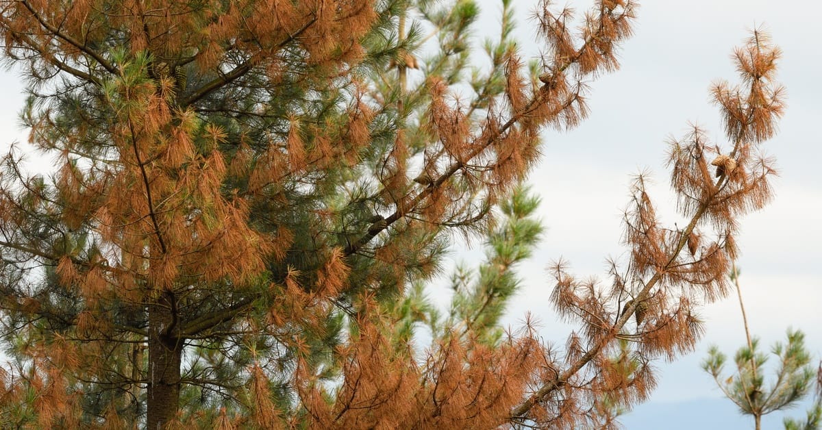 11 Reasons for Tree Growth and Discoloration Problems