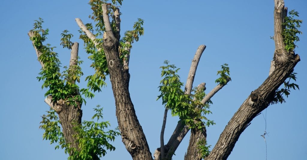 How To Tell if a Tree Has Been Over Trimmed